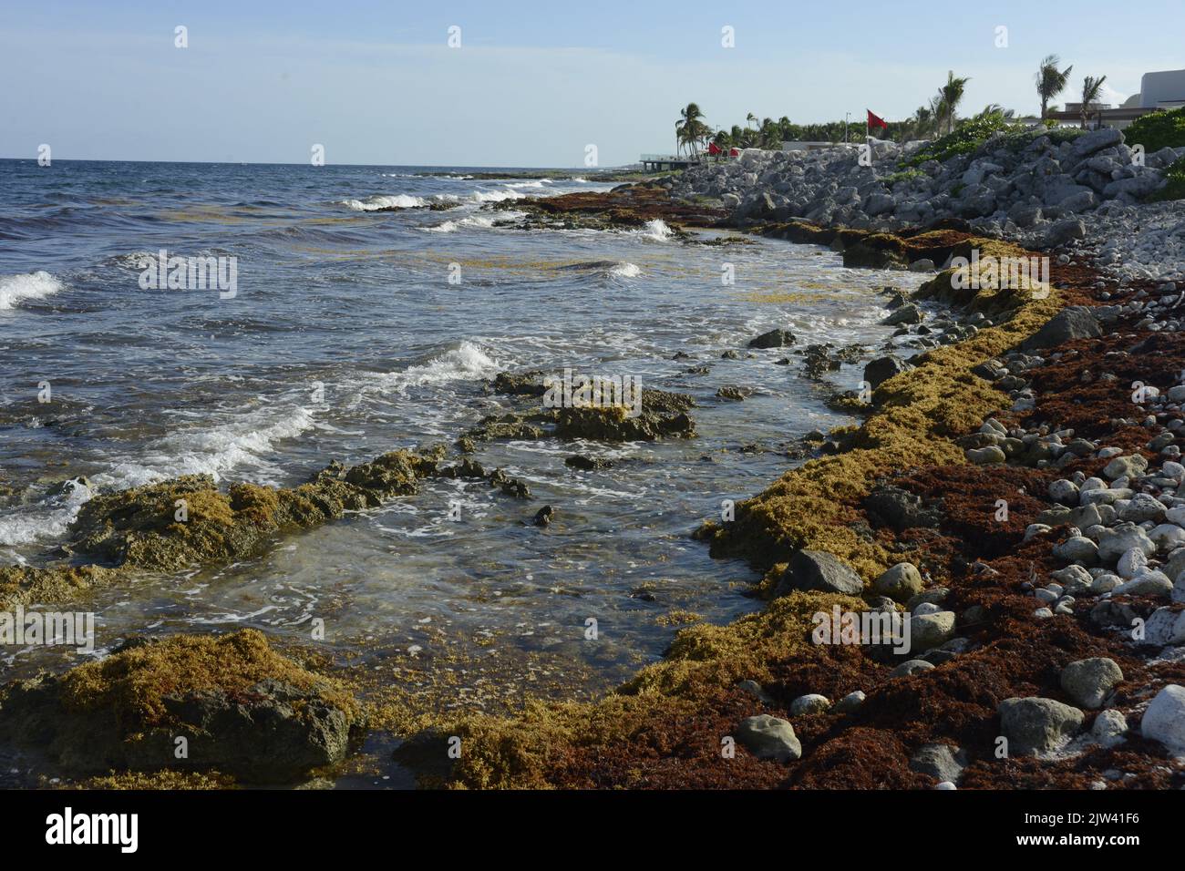 A thick brown tide seaweed covers the coasts caribbean Cancun., Yucatan ...
