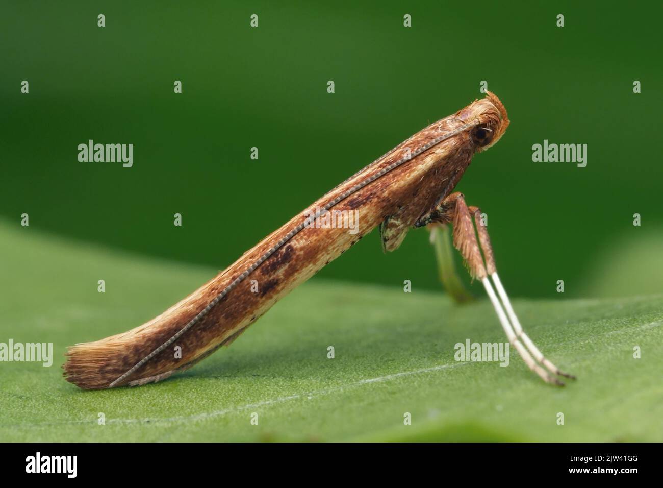 Caloptilia betulicola moth resting on birch leaf. Tipperary, Ireland ...