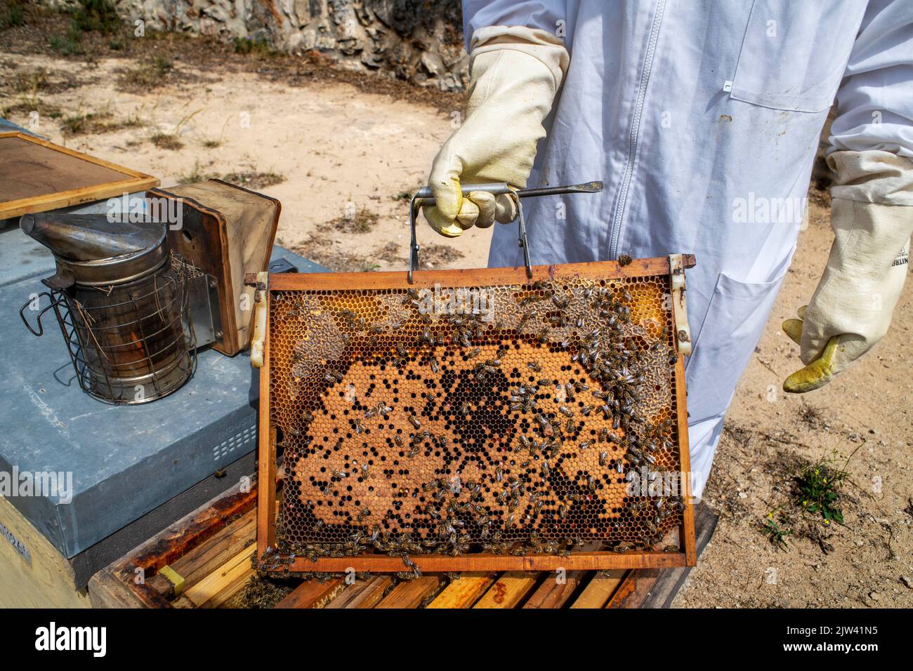Beekeeper or honey farmer in Murià El Perelló, Tarragona Spain ...