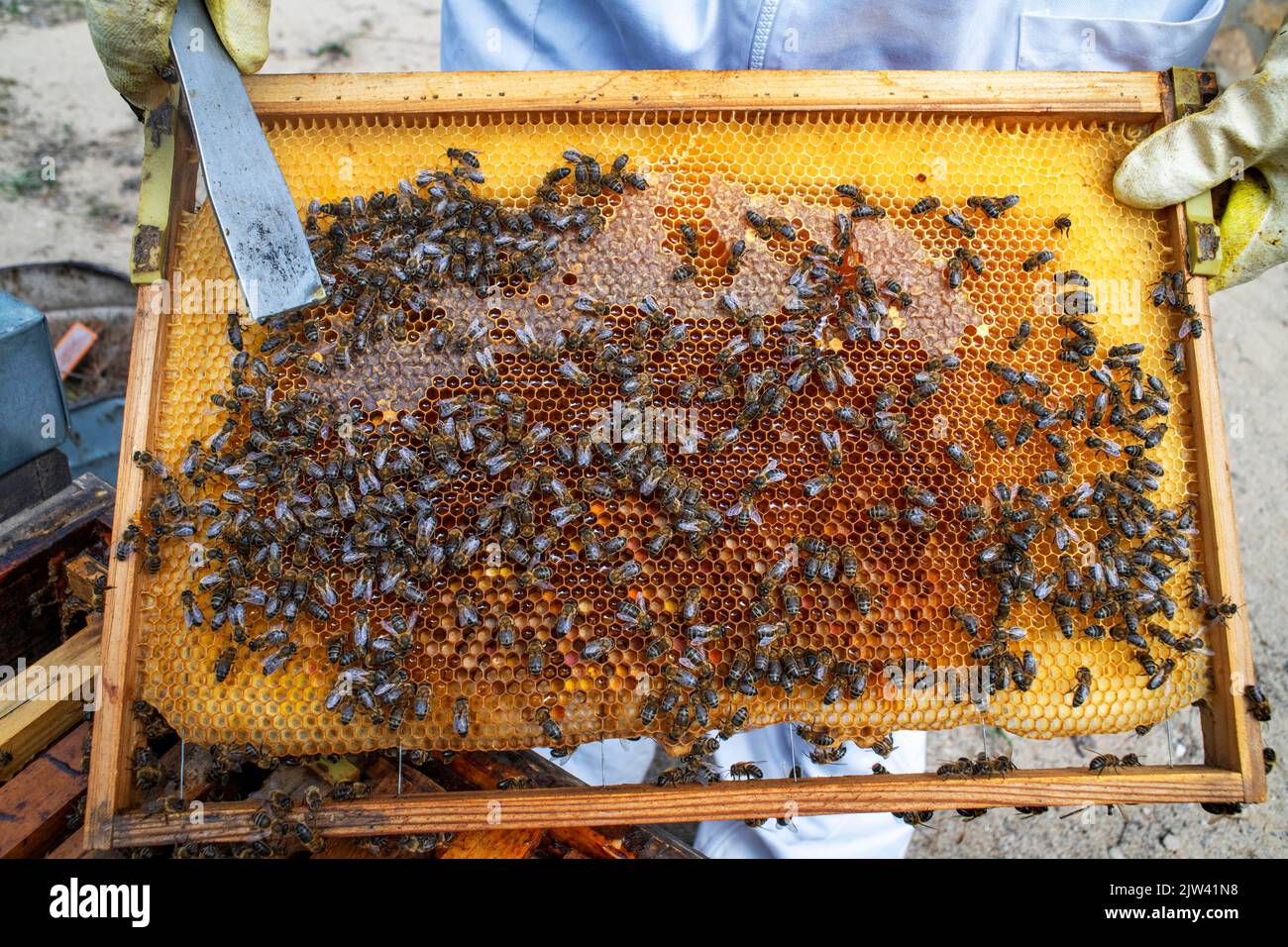 Apiary and brood frame in Murià El Perelló, Tarragona Spain. Beekeepers ...