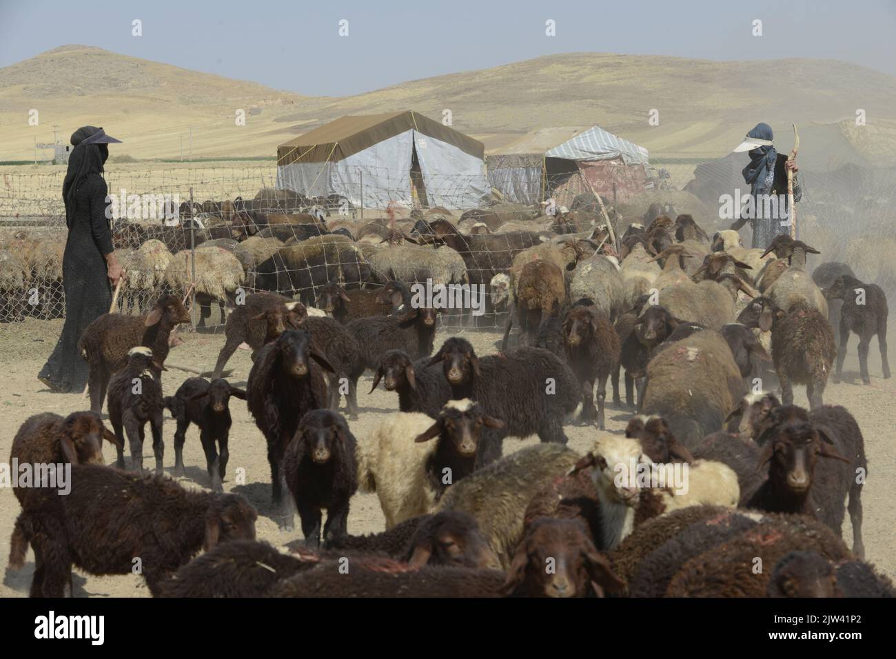 Nomadic tents between Tamar and Ashkhaneh (Golestan and Khorasan ...