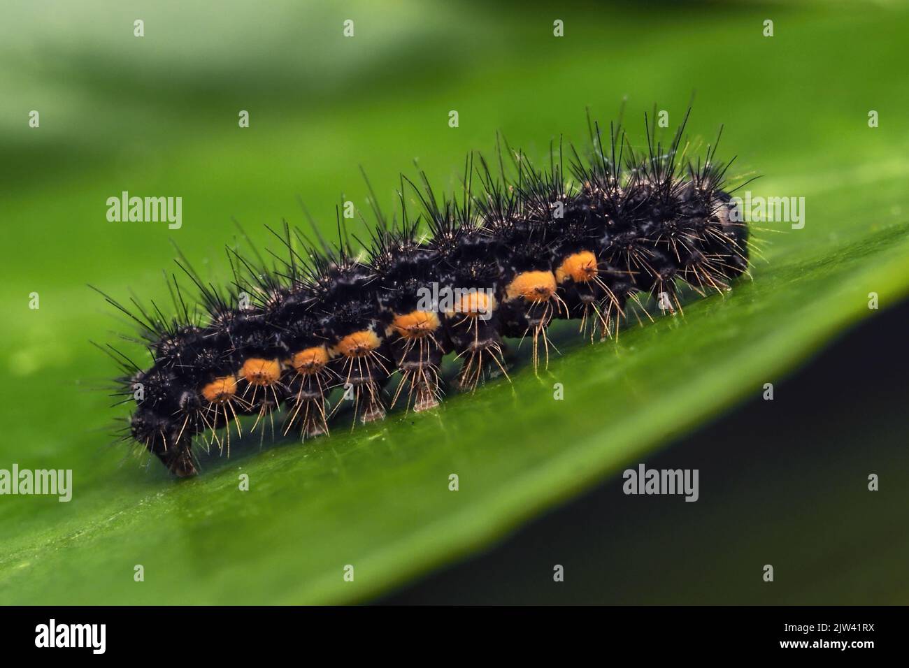 Common Footman moth caterpillar (Eilema lurideola) at rest on leaf ...