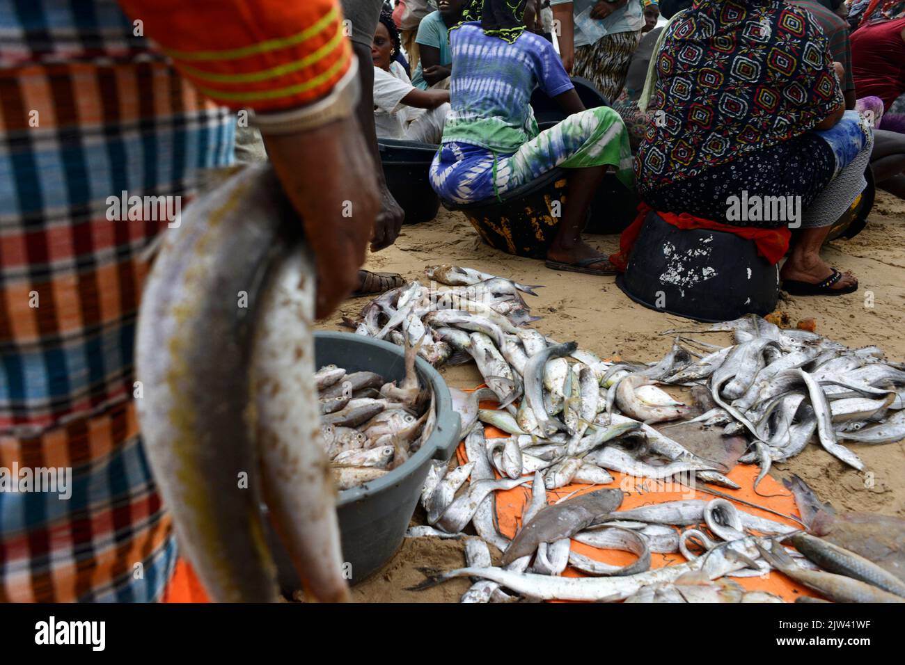 Fish on the beach at the soumbedioune fish market, Dakar, Senegal, West ...
