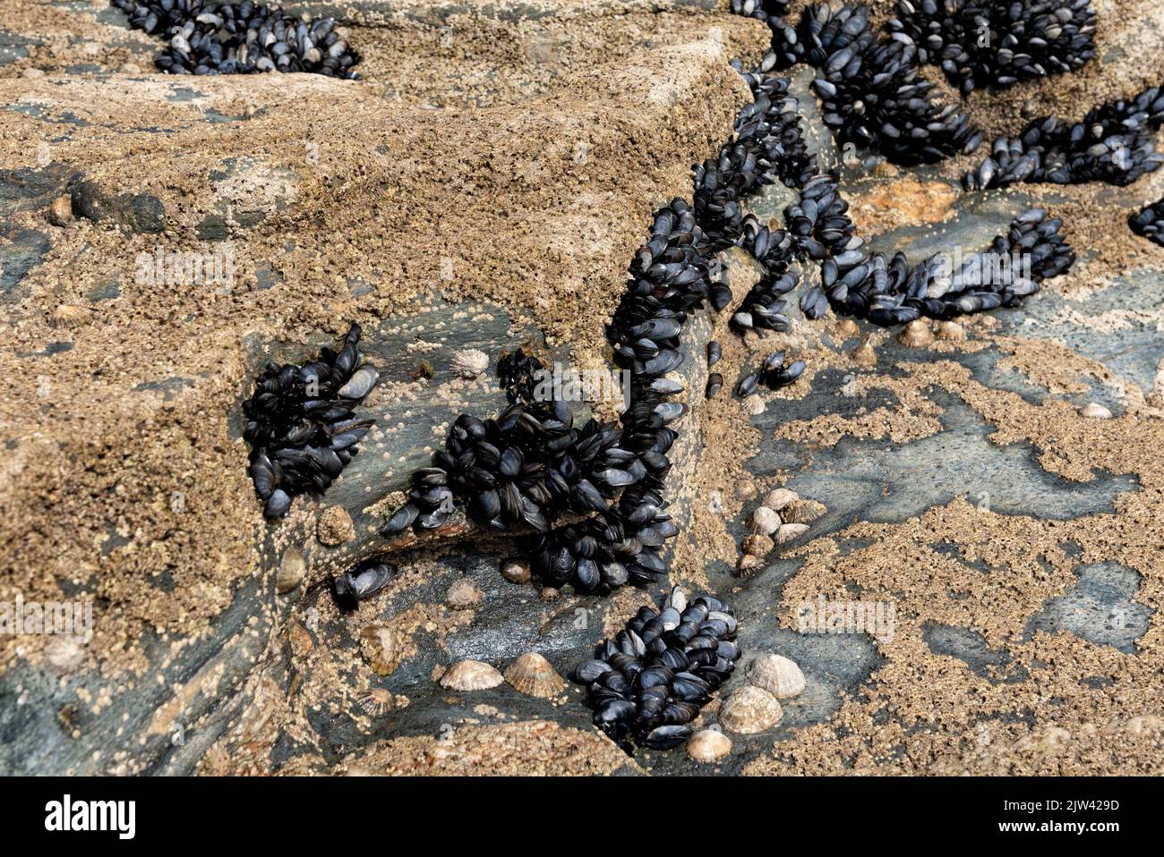 Rocks covered in mussels,barnacles and limpets Stock Photo - Alamy