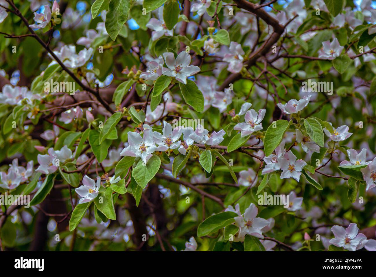 Beautiful blooming quince tree - close up pink flowers on a tree ...