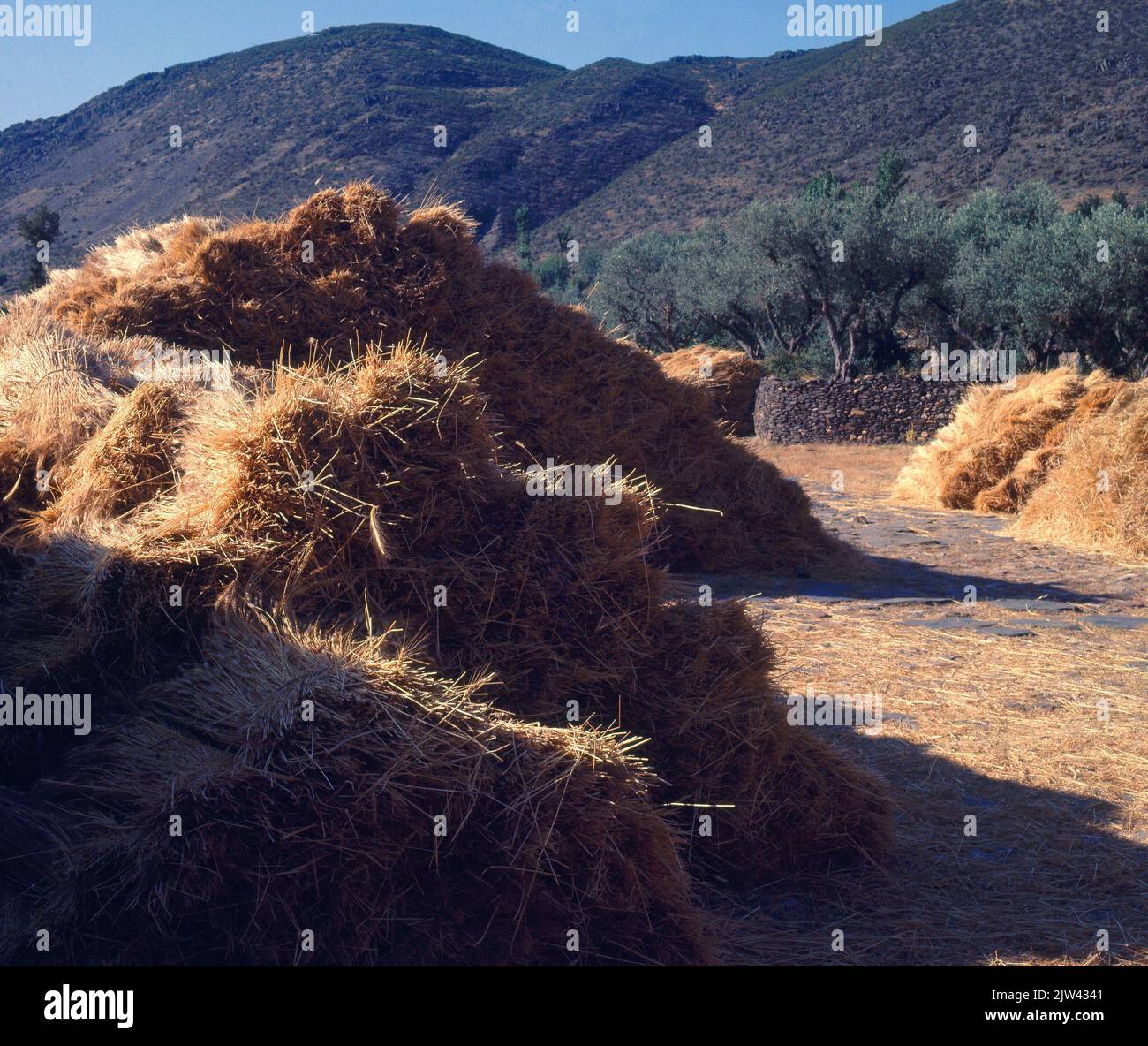 GAVILLAS DE TRIGO AMONTONADAS - FOTO AÑOS 60. Location: EXTERIOR ...