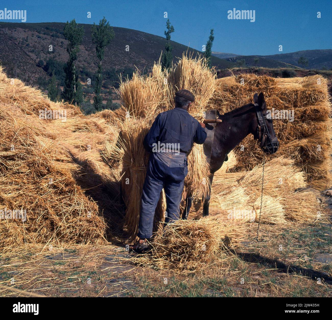 DESCARGA DE GAVILLAS DE TRIGO DEL BURRO - FOTO AÑOS 60. Location ...