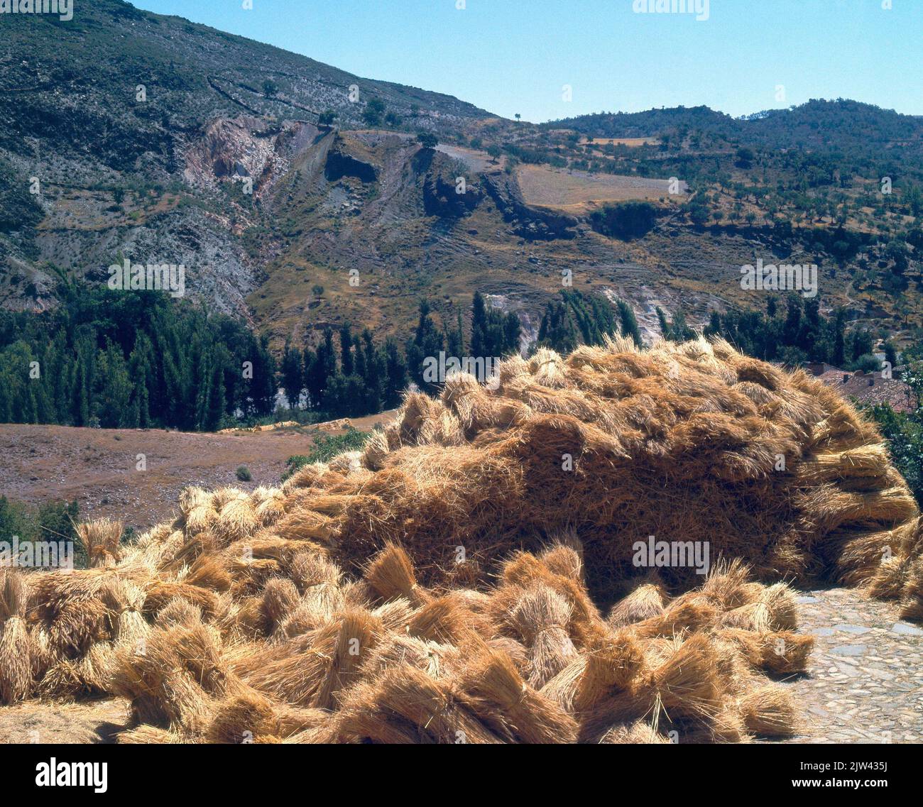 GAVILLAS DE TRIGO AMONTONADAS - FOTO AÑOS 60. Location: EXTERIOR ...