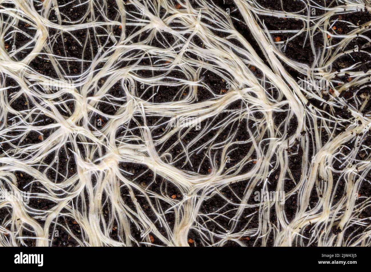 plant root system in soil abstract texture of roots Stock Photo - Alamy