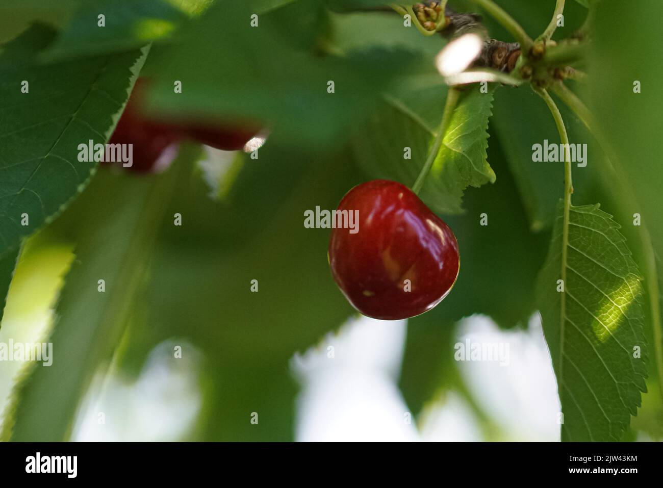A closeup shot of a juicy red cherry on a tree branch Stock Photo - Alamy