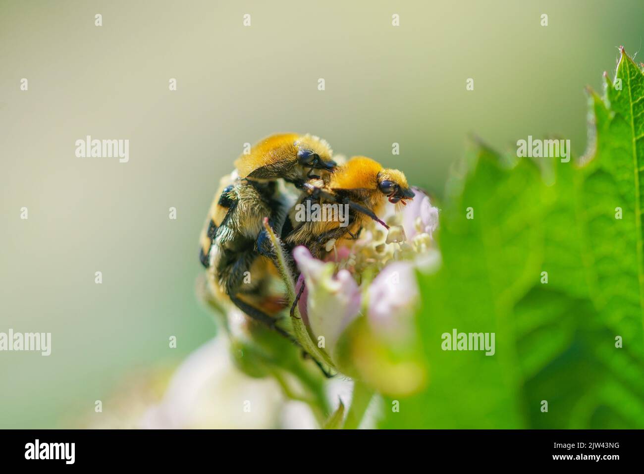 Bumble bees mating hi-res stock photography and images - Alamy