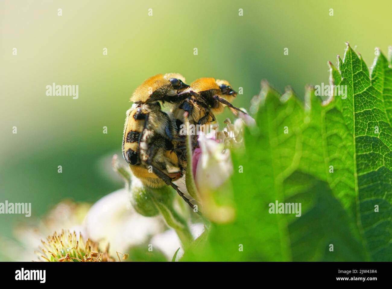 Bumble bees mating hi-res stock photography and images - Alamy