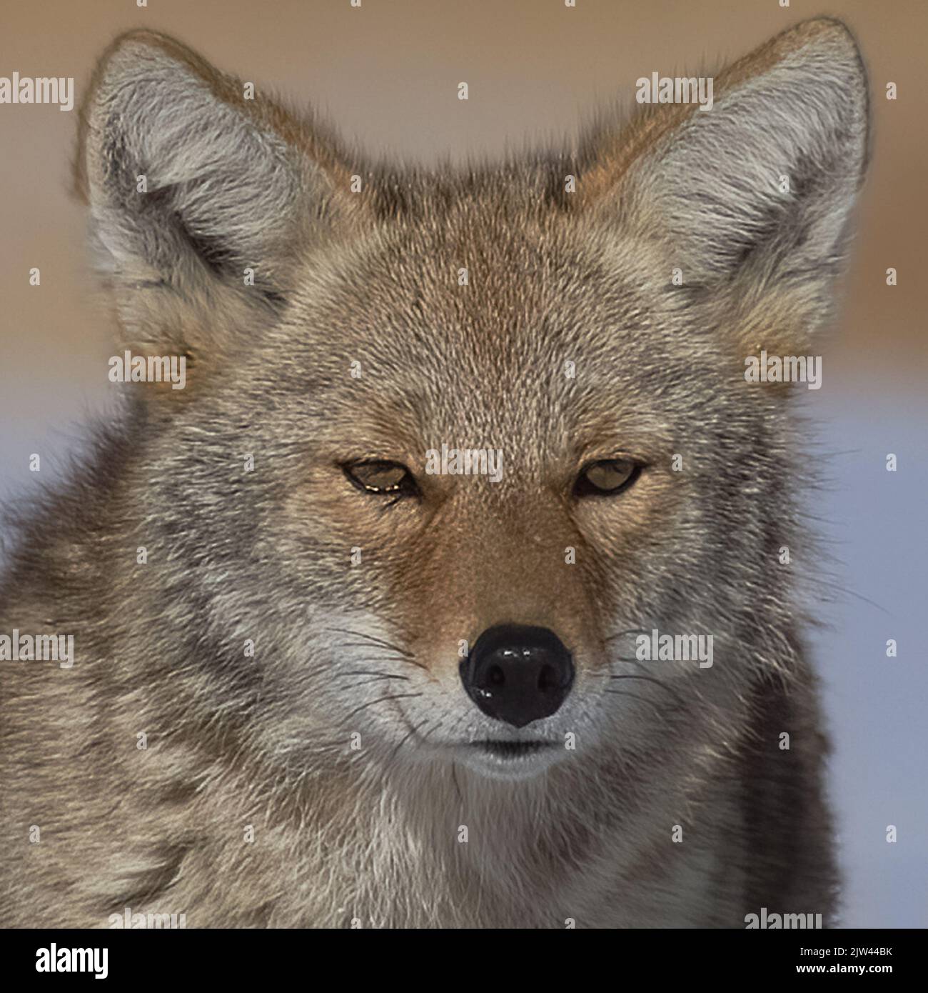 Colorado wolf and wildlife hi-res stock photography and images - Alamy