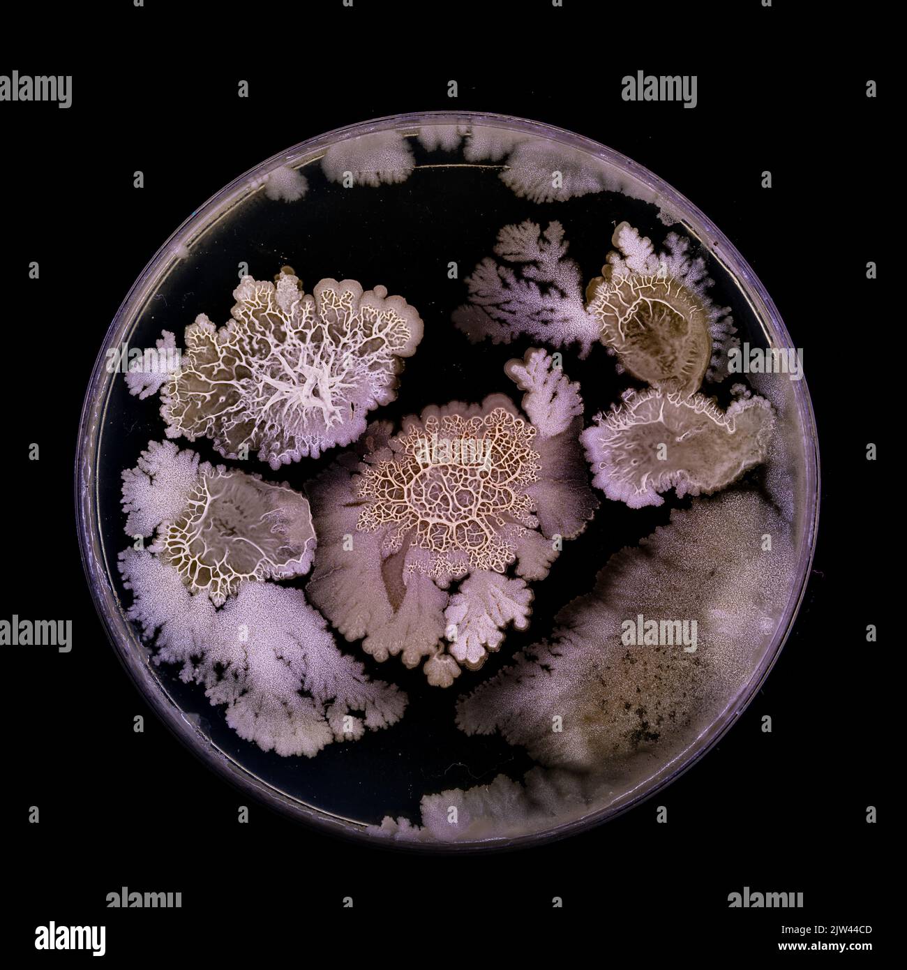 Samples of Petri dishes with a culture of microorganisms and fungi in the surface of agar ...
