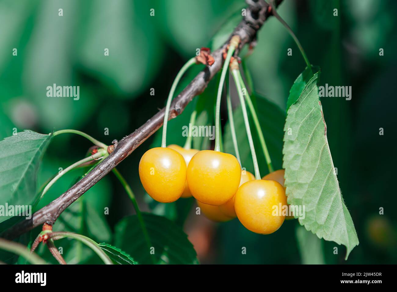 Yellow cherry at tree . Cherry tree with sweet fruits Stock Photo - Alamy