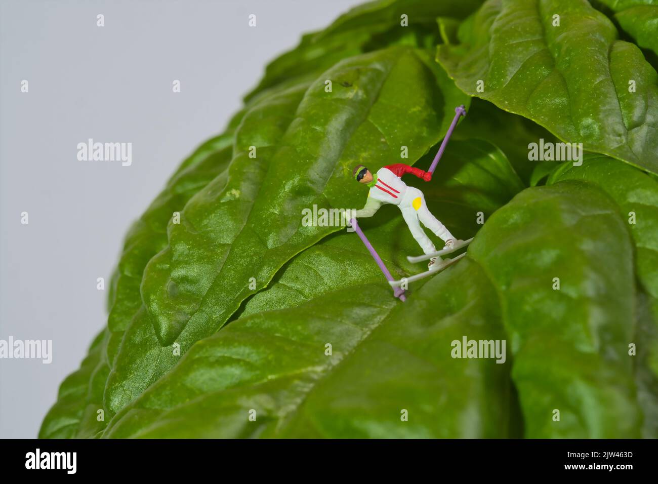 skier on a giant basil plant on white background, mammoth basil ...