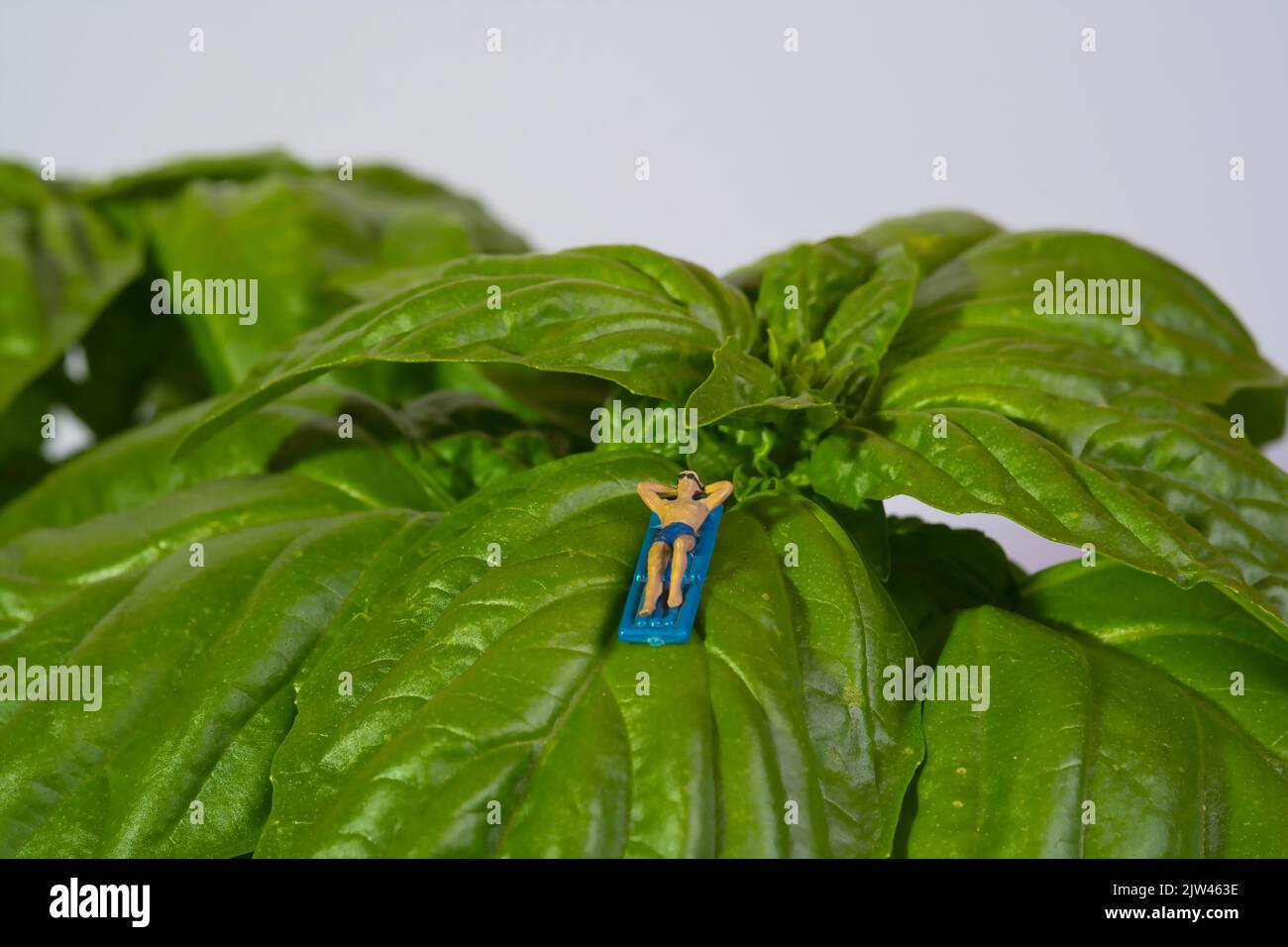 a man in swimming trunks and a lounger sunbathes on a giant basil plant ...