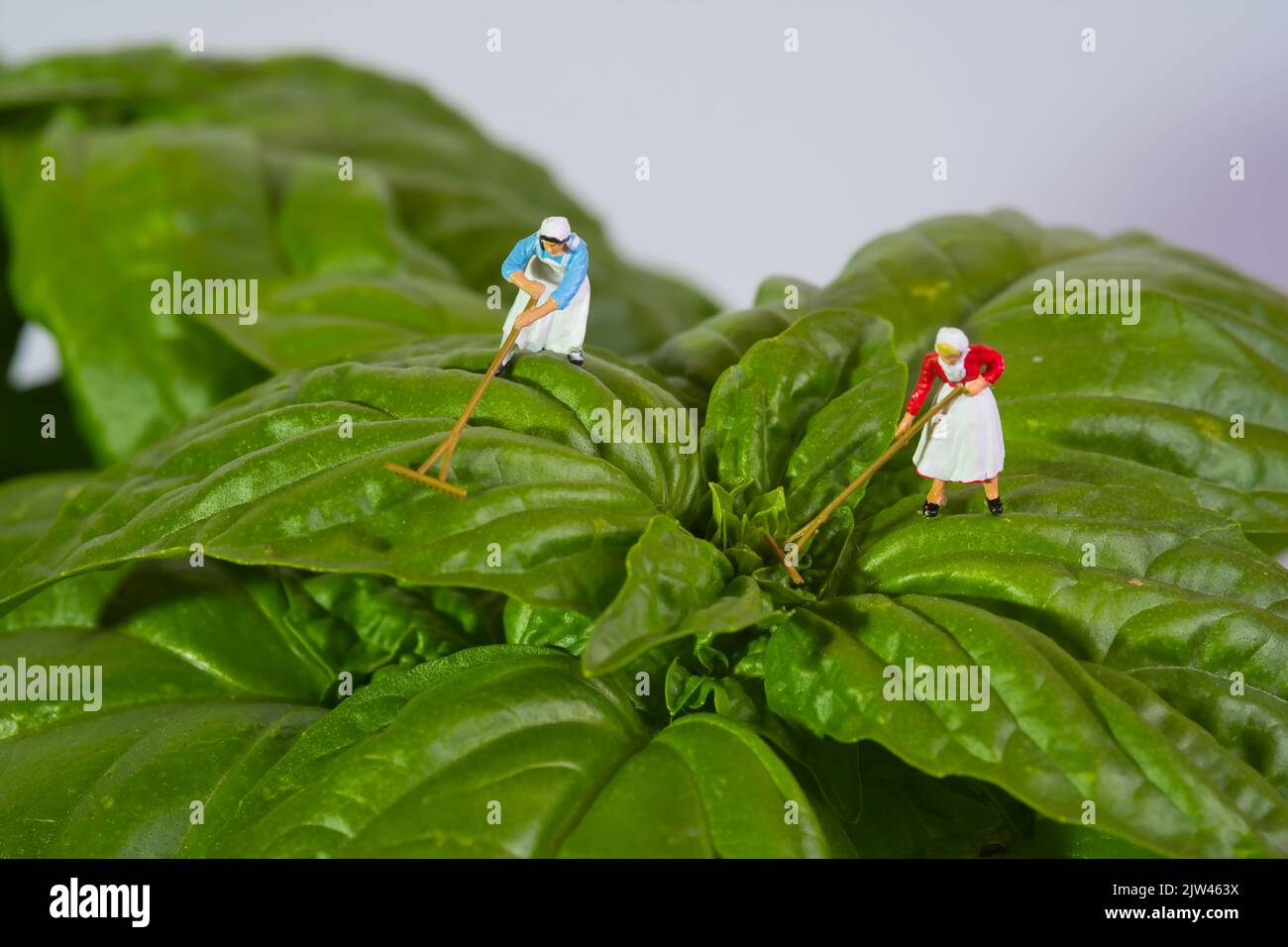 peasant women working on a giant basil plant on white background ...