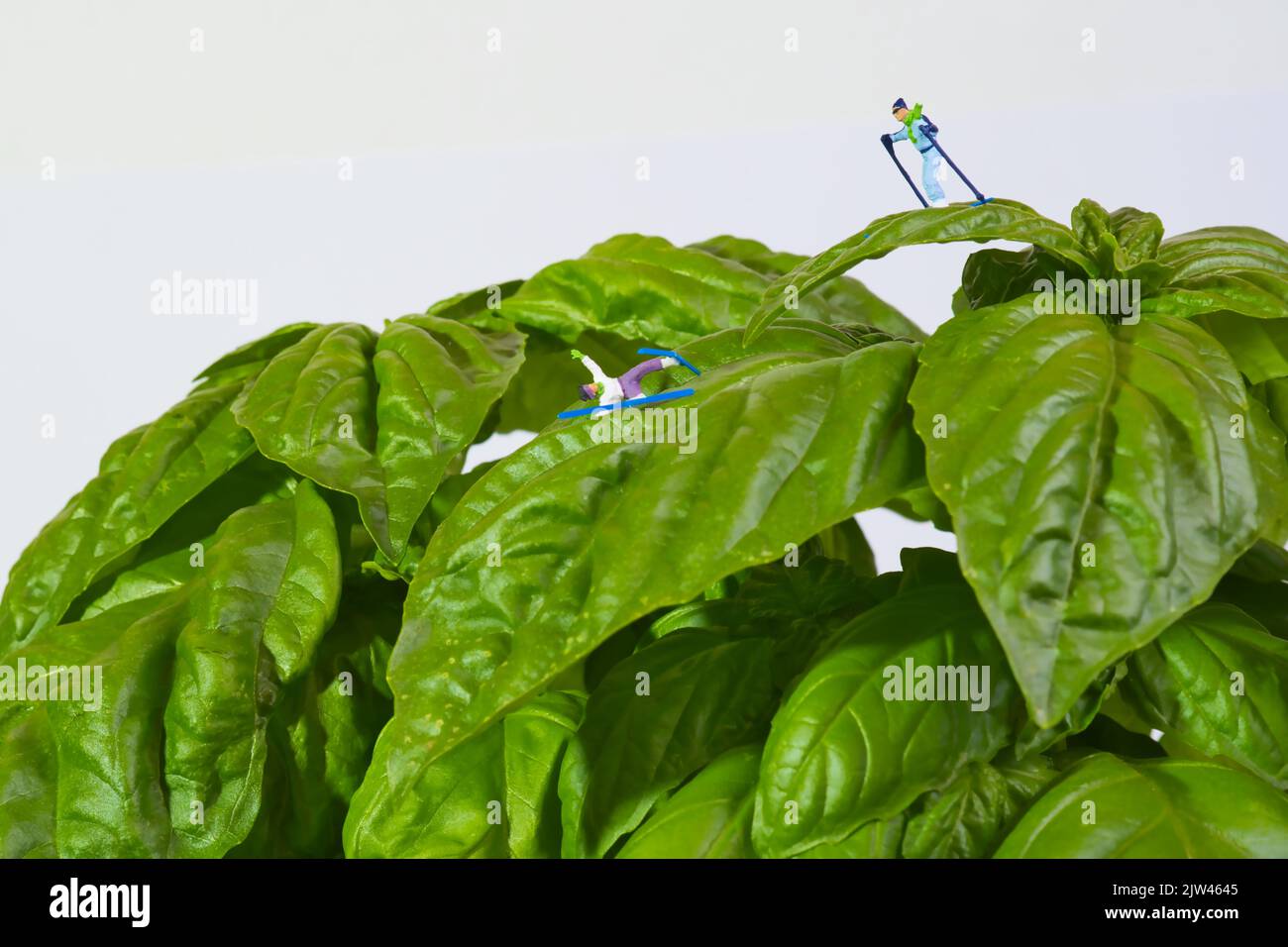 skier, ski accident, on a giant basil plant on white background ...
