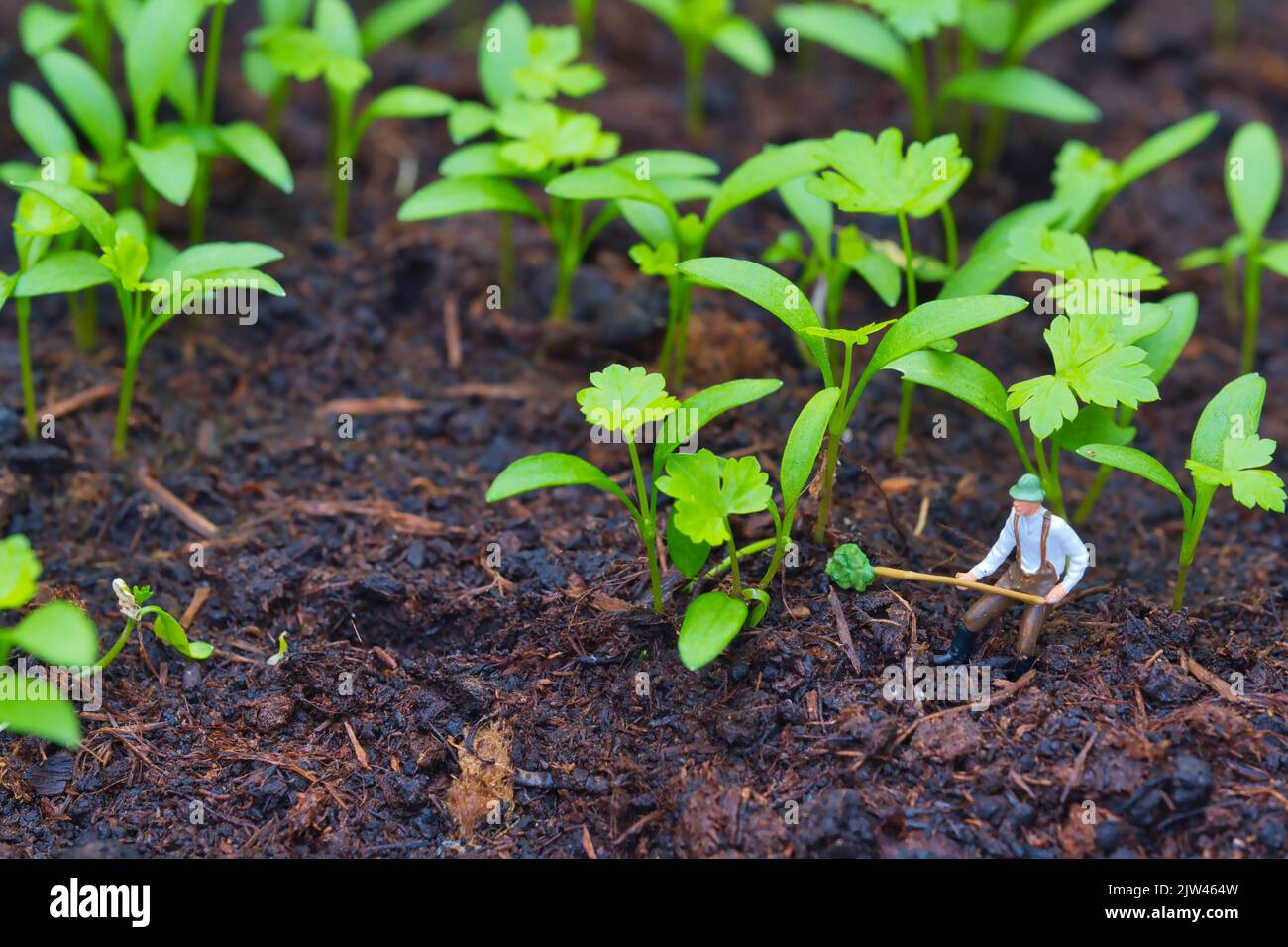 a farmer works with a shovel between parsley seedlings, young sprouted ...