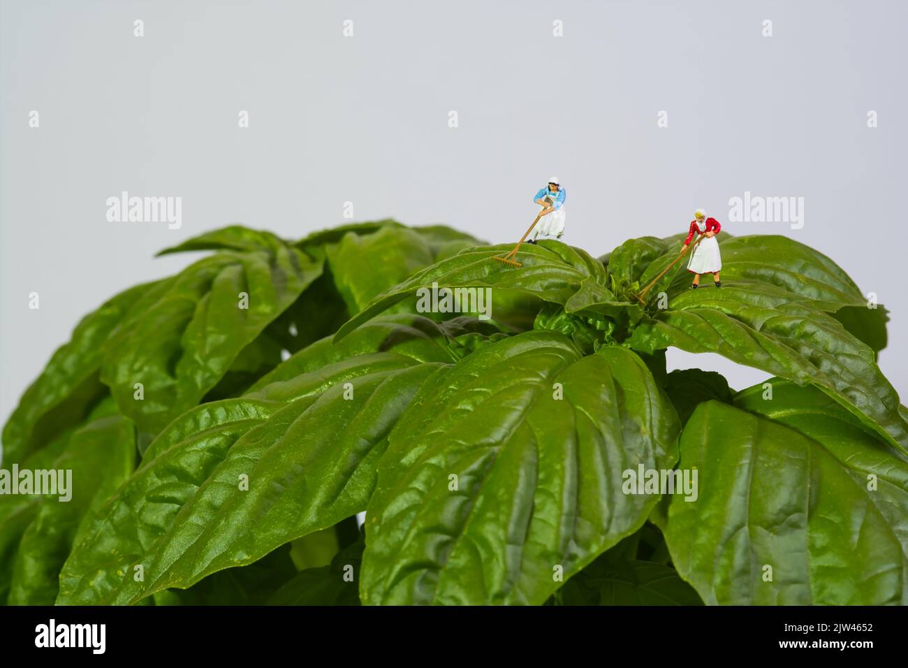 peasant women working on a giant basil plant on white background ...
