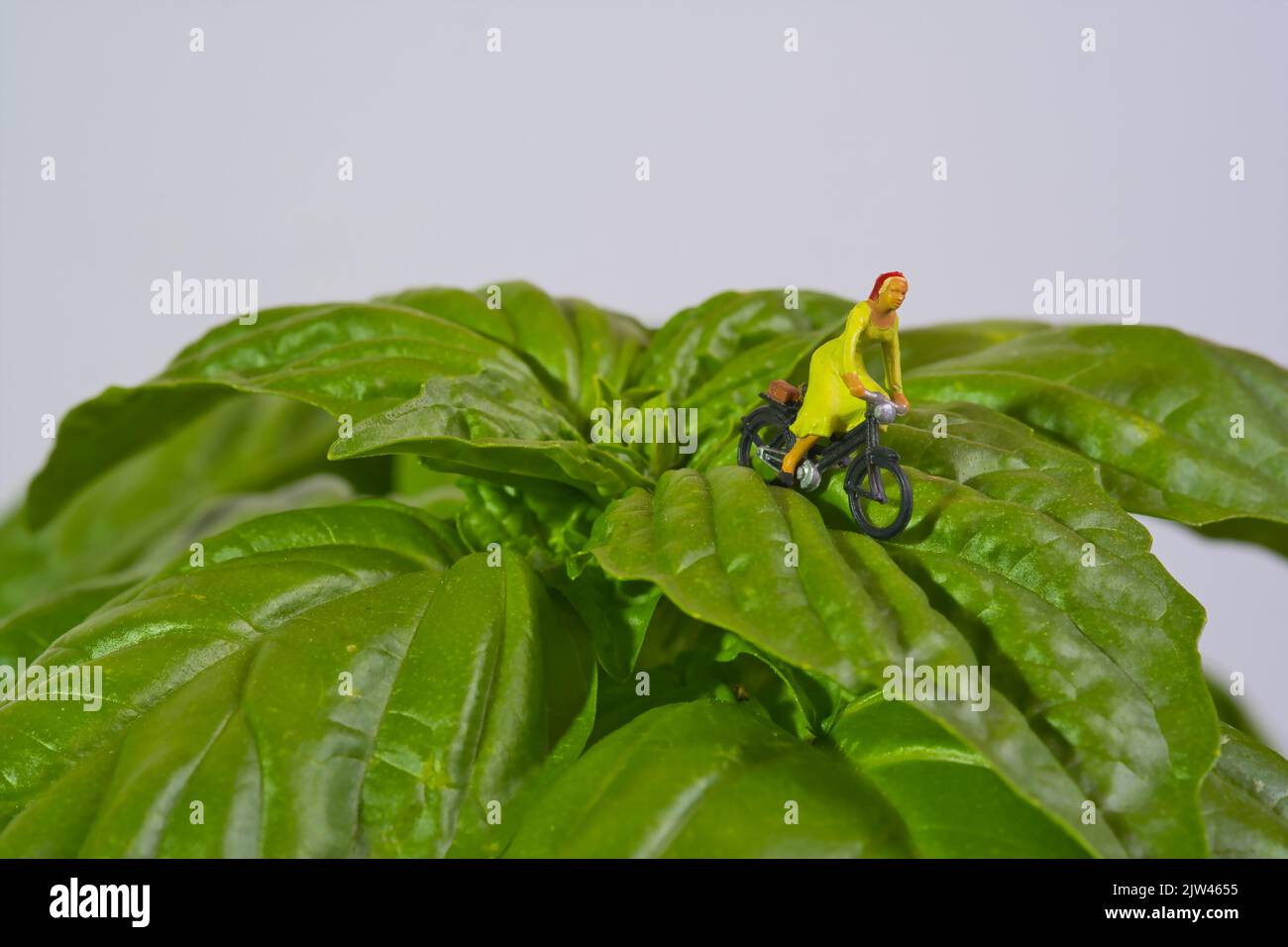 woman with a bicycle on a giant basil plant on white background ...