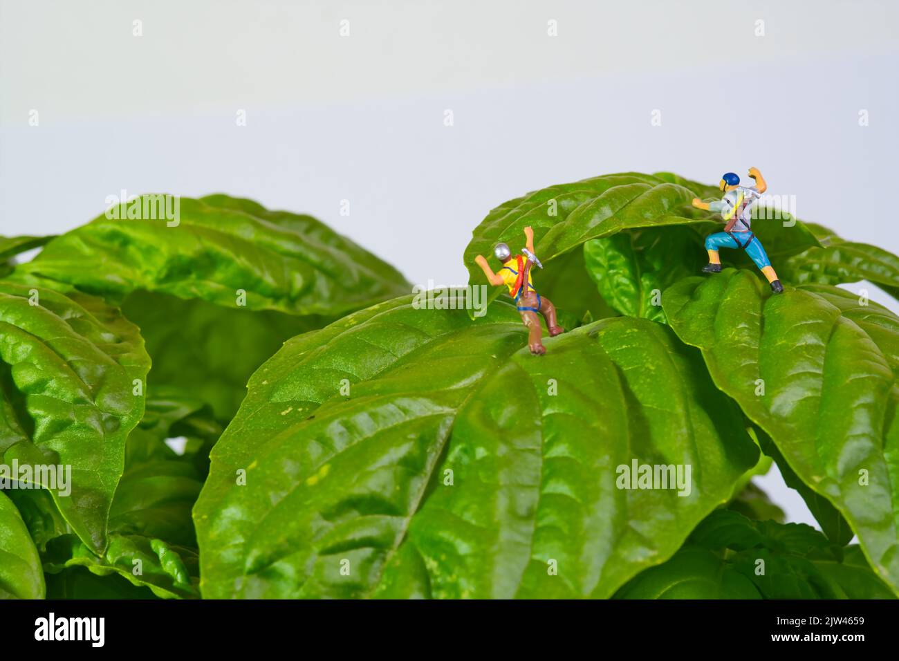 climber on a giant basil plant on white background, mammoth basil ...
