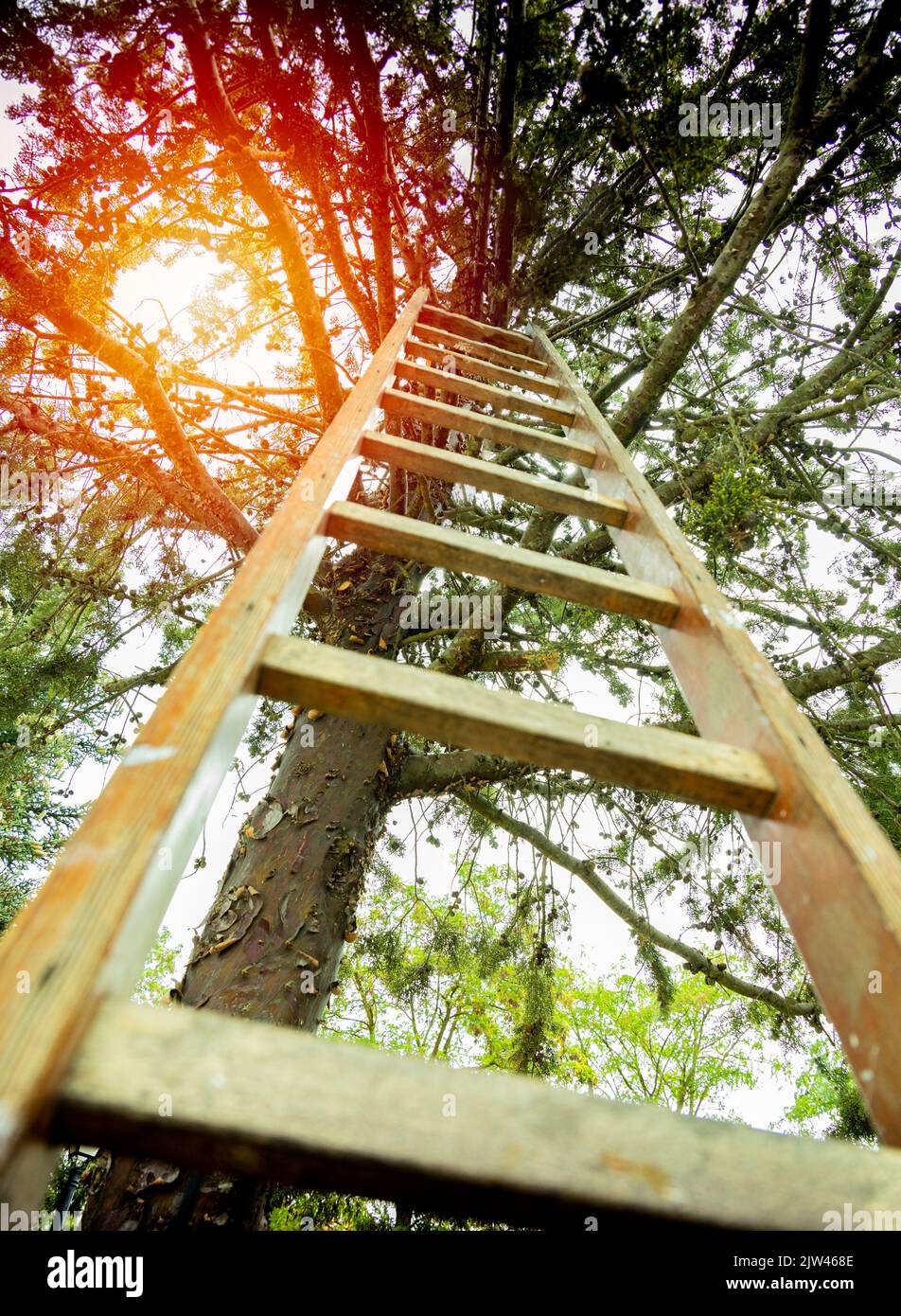 wooden ladder leaning against a tree on a sunny day Stock Photo - Alamy
