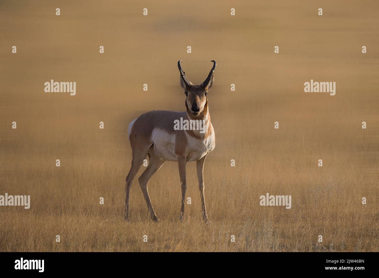 An Antelope out on the prairie of Colorado Stock Photo - Alamy