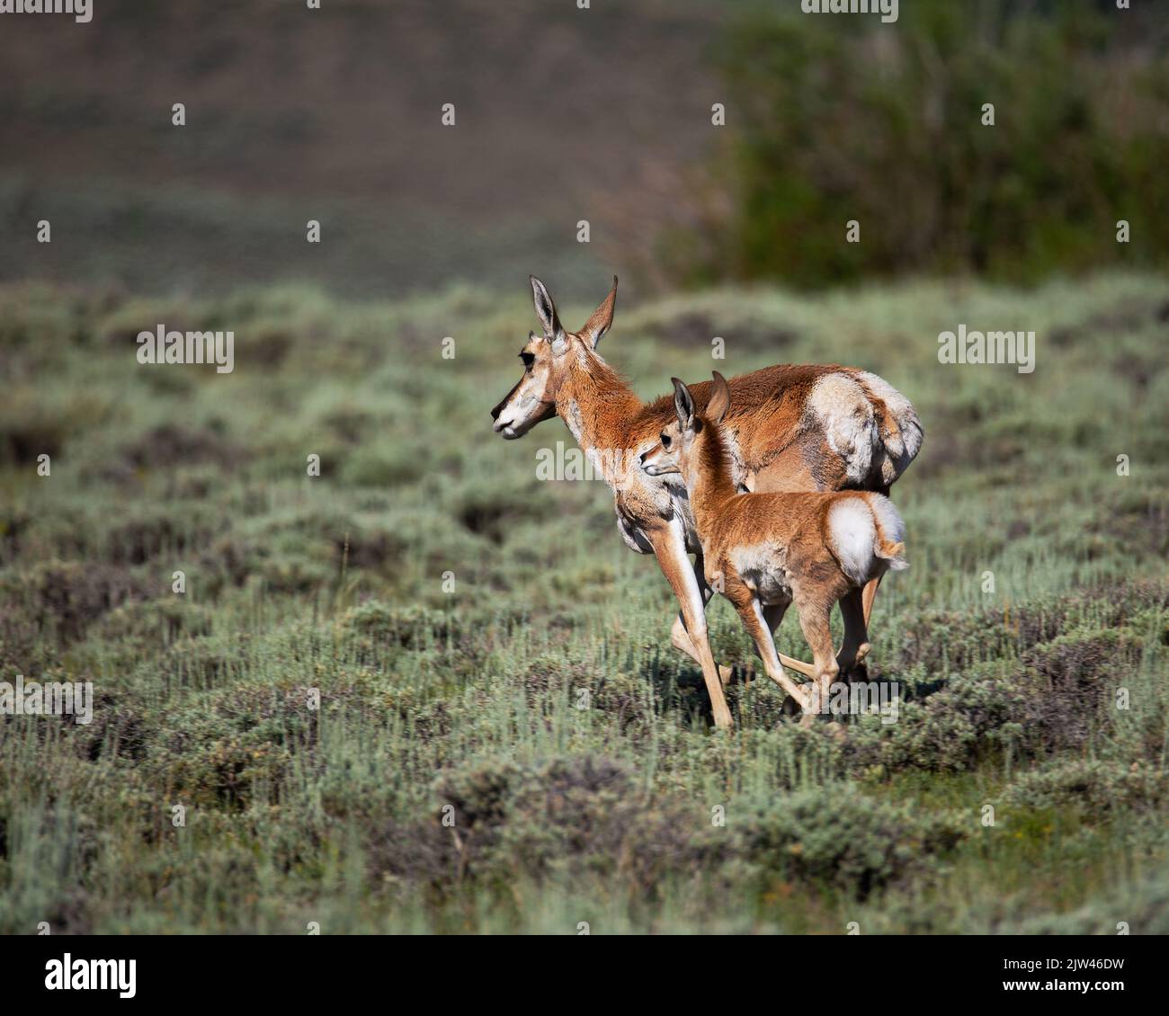 A group of Antelopes running in a field Stock Photo - Alamy