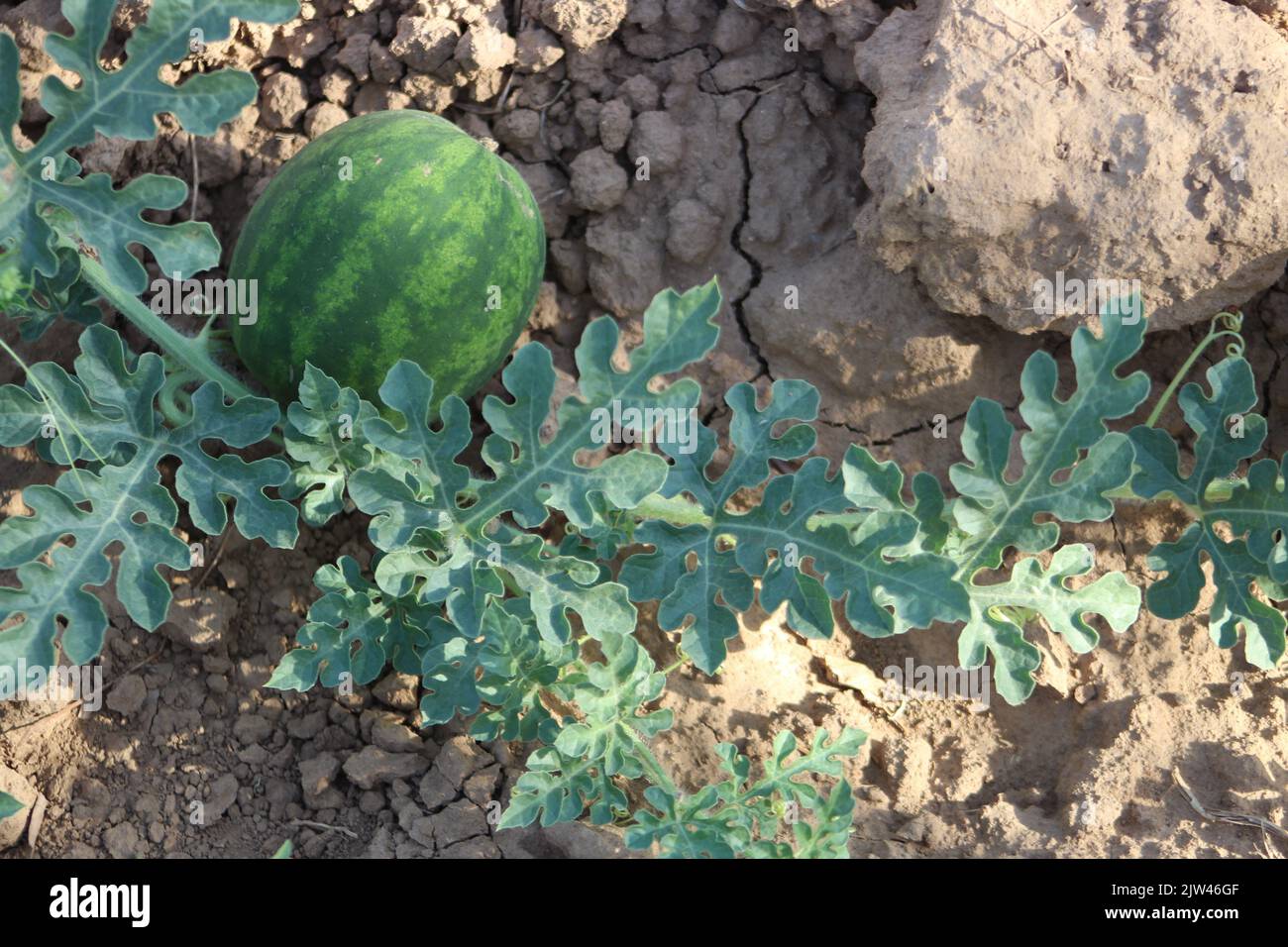 Watermelon fruit and plant in soil. Small watermelon fruit growth on ...