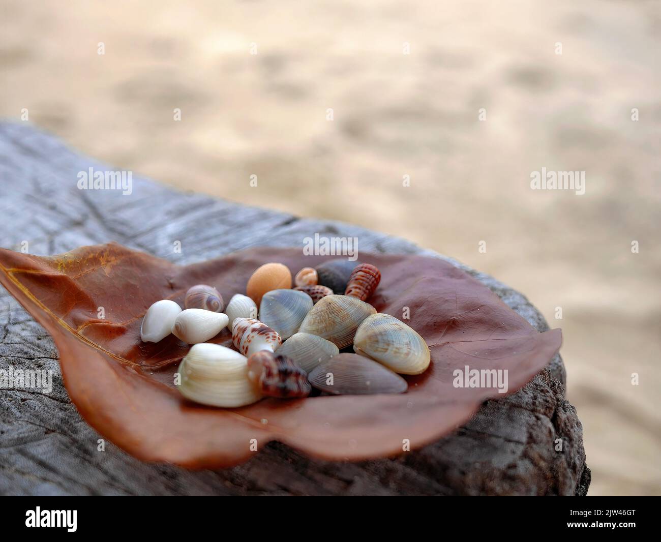 A brown dry leave with assortment of small seashells on a stump, blurry ...