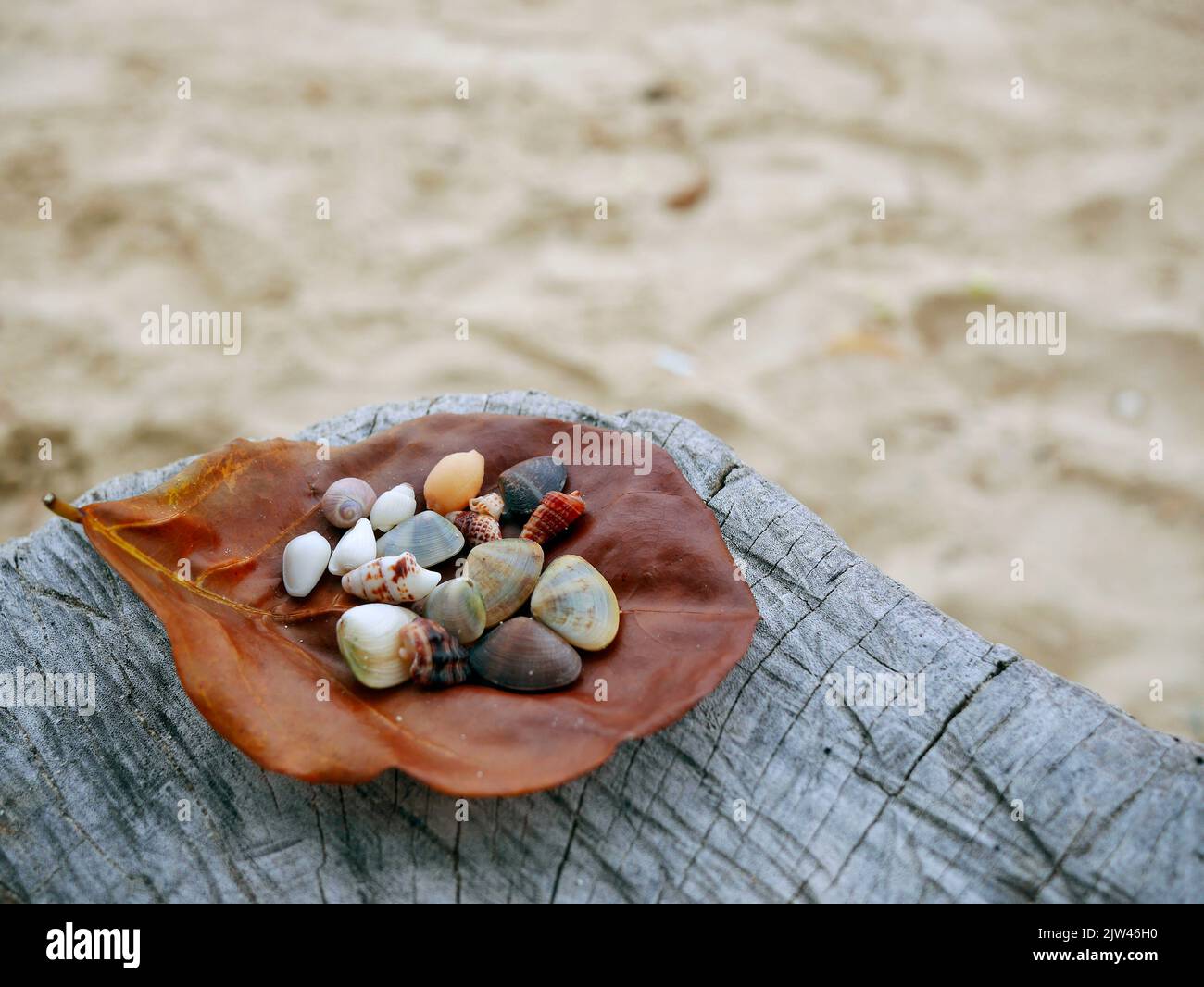A brown dry leave with assortment of small seashells on a stump, blurry ...