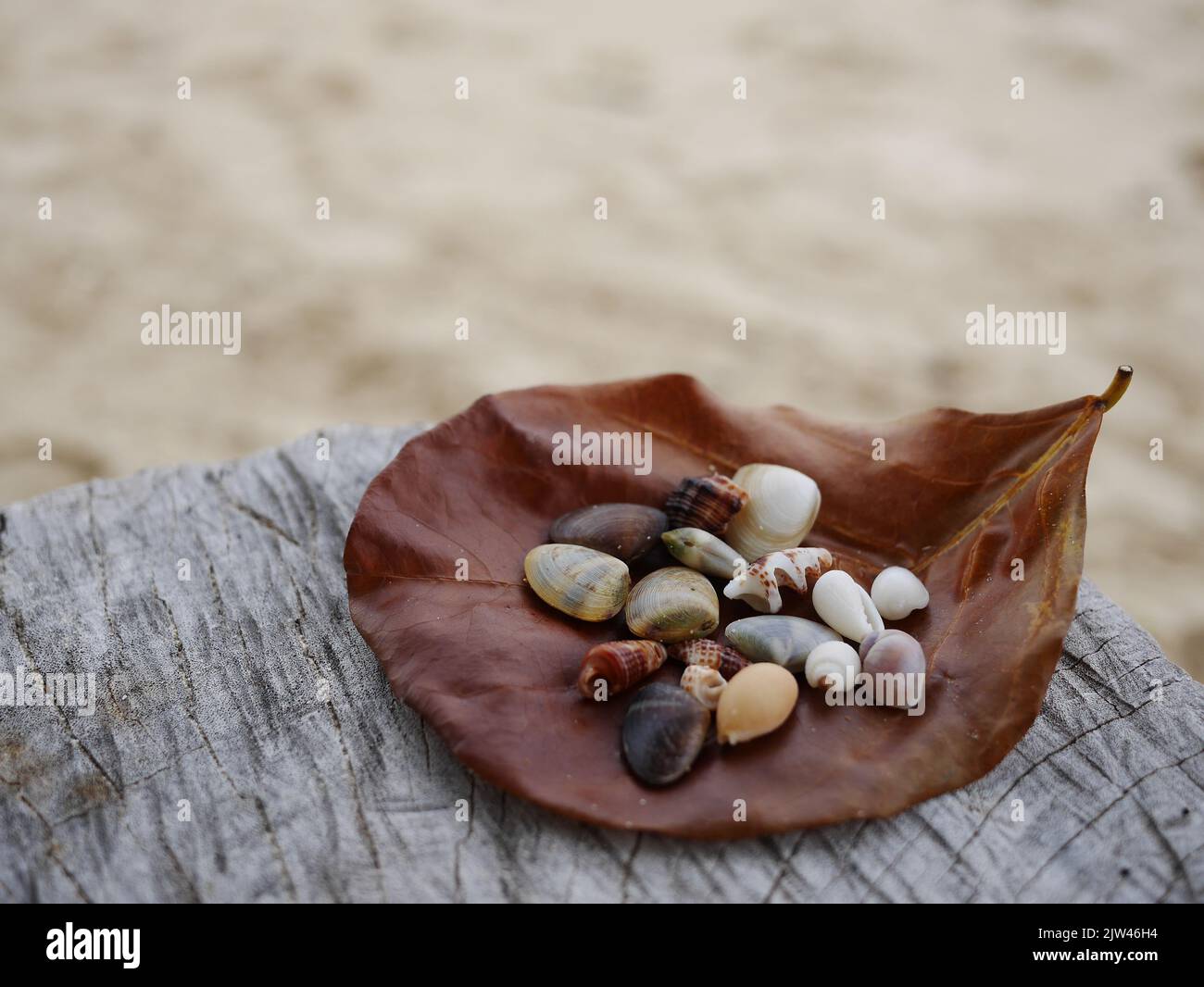 A brown dry leave with assortment of small seashells on a stump, blurry ...