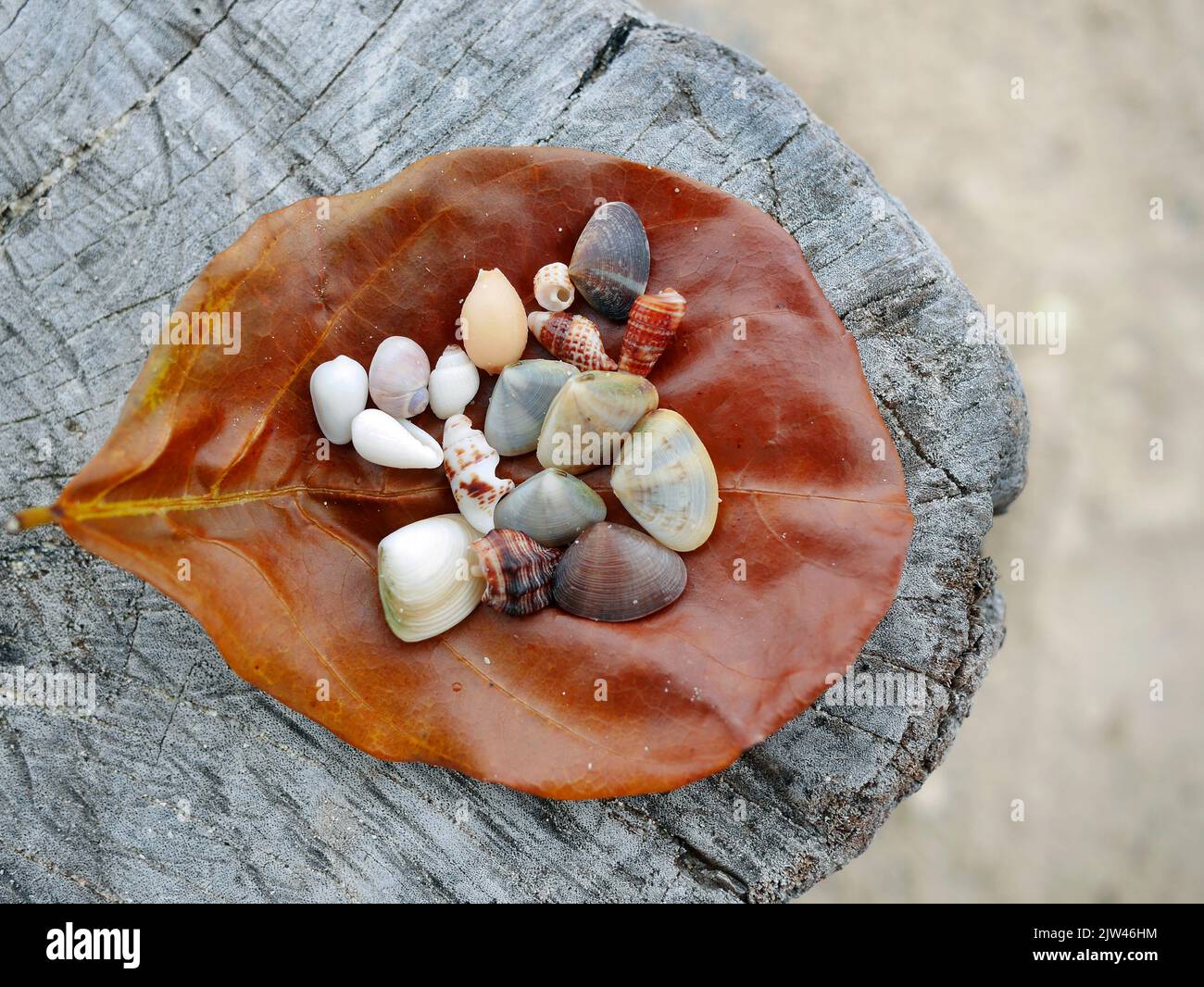 Shellfish assortment hi-res stock photography and images - Alamy