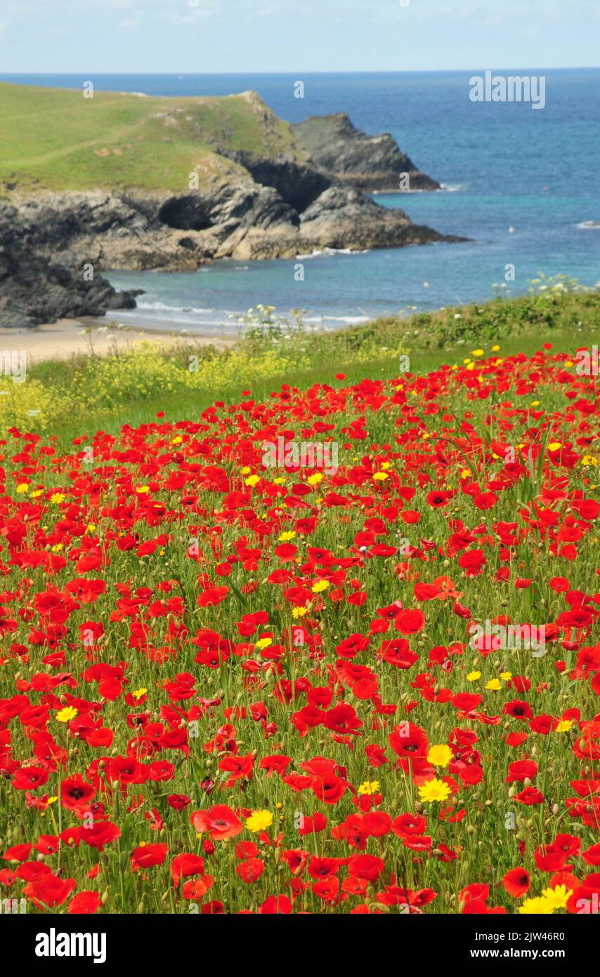 Wild poppy, corn marigold and other arable wild flowers on clifftop ...