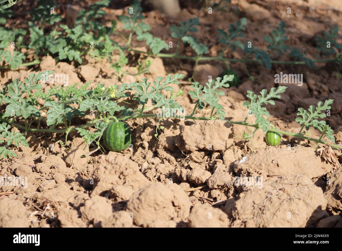 Watermelon fruit and plant in soil. Small watermelon fruit growth on ...