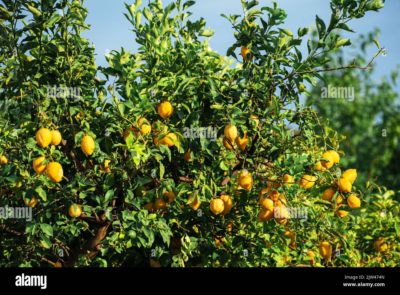 Citrus plant grows in the garden Stock Photo - Alamy