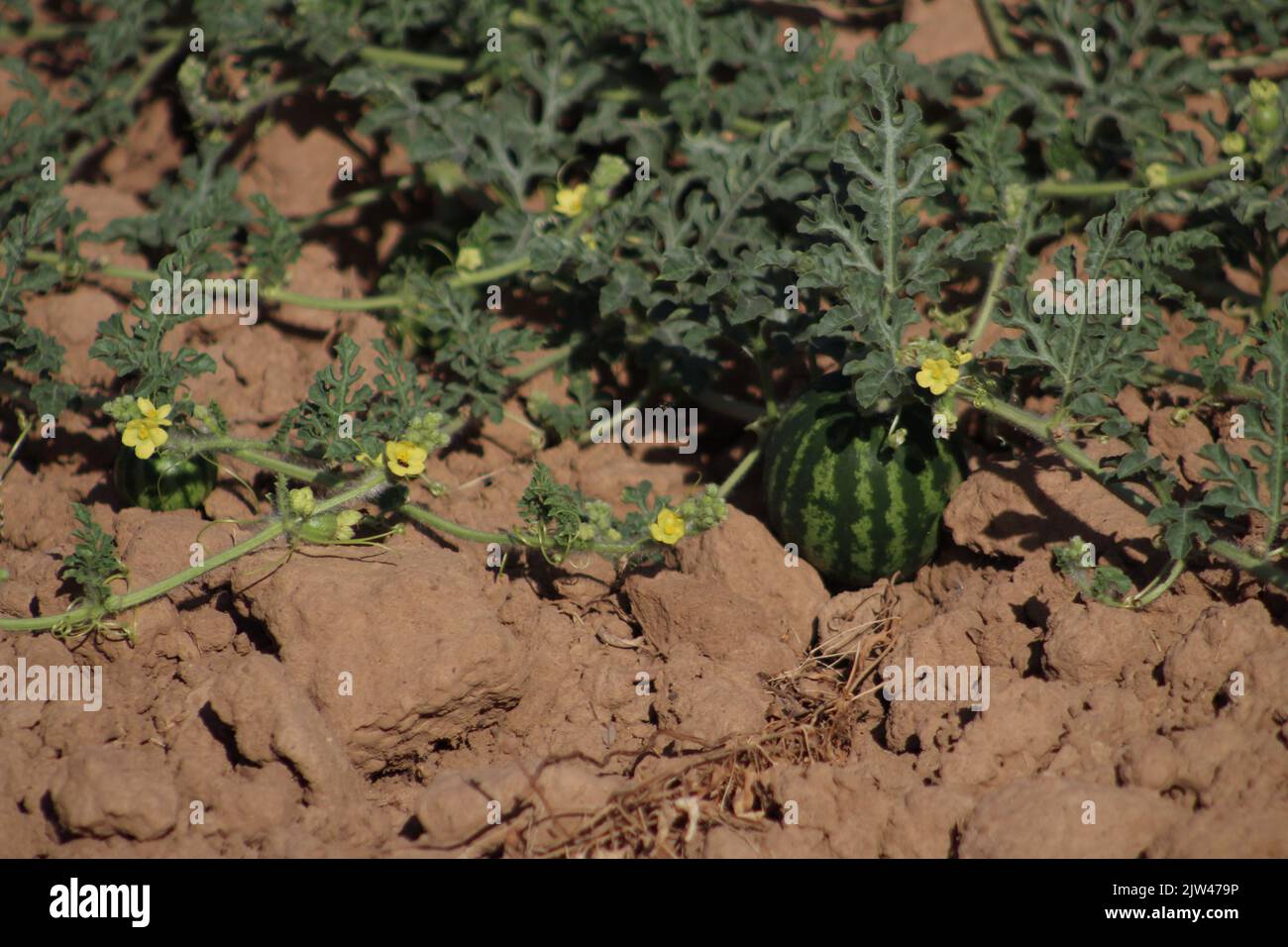 Watermelon fruit and plant in soil. Small watermelon fruit growth on ...