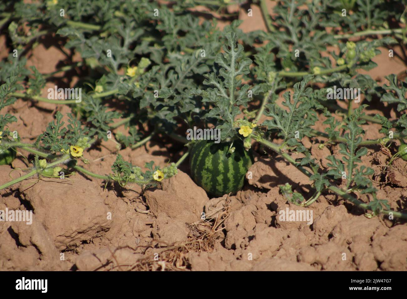 Watermelon fruit and plant in soil. Small watermelon fruit growth on ...