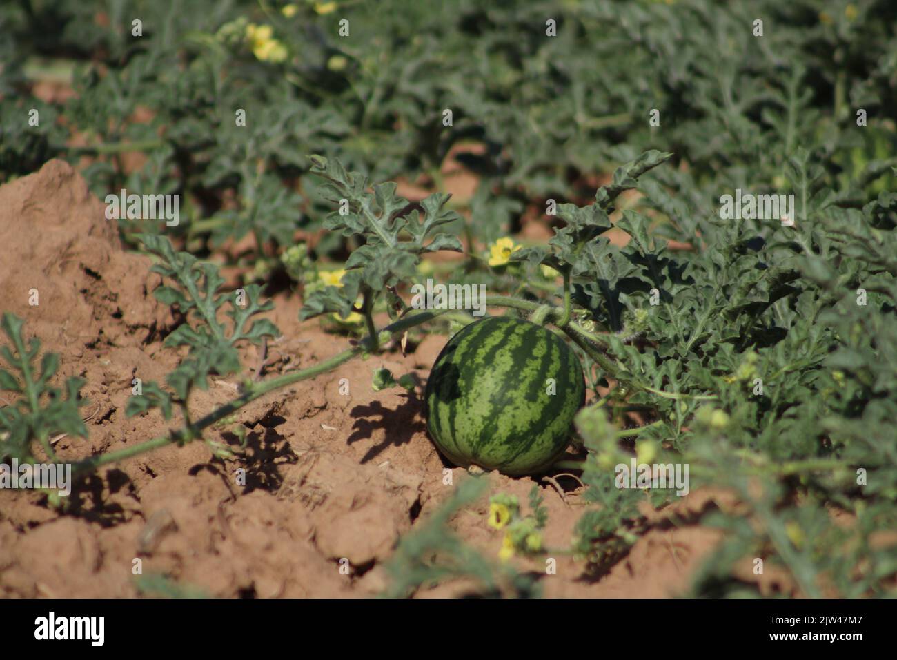 Watermelon fruit and plant in soil. Small watermelon fruit growth on ...