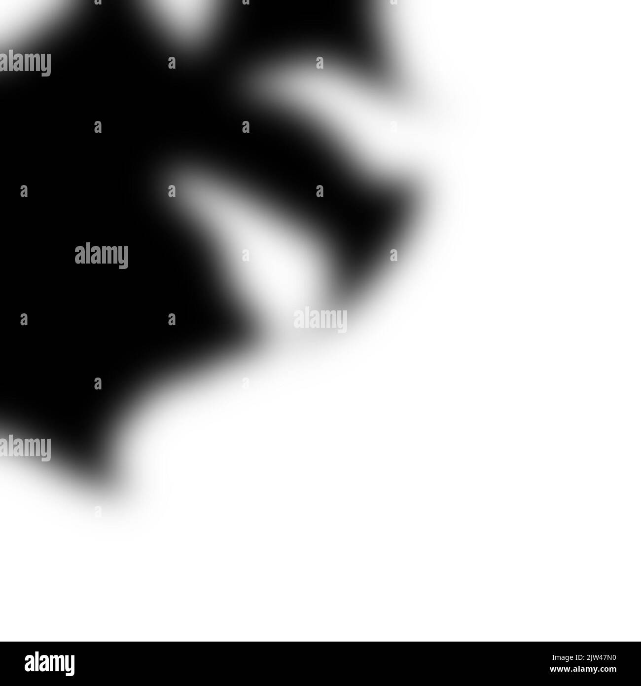 realistic shadow from a monstera. black shadow from the leaves of the ...