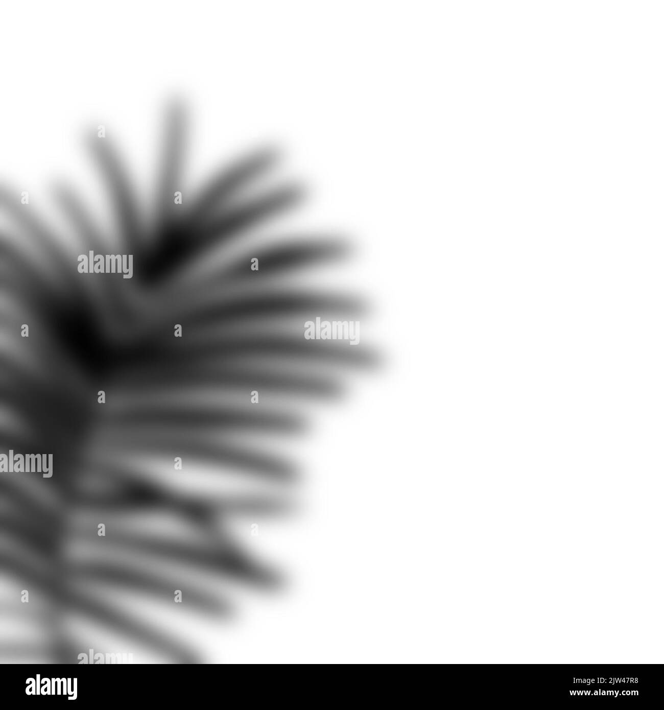 realistic shadow from a palm tree. black shadow from the leaves of the ...