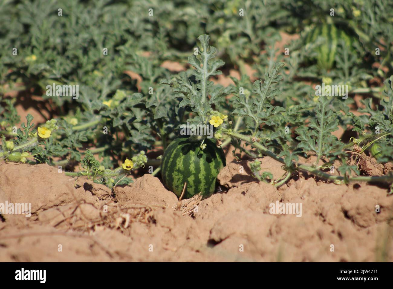 Watermelon fruit and plant in soil. Small watermelon fruit growth on ...