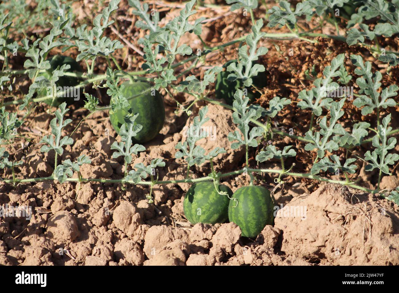Watermelon fruit and plant in soil. Small watermelon fruit growth on ...