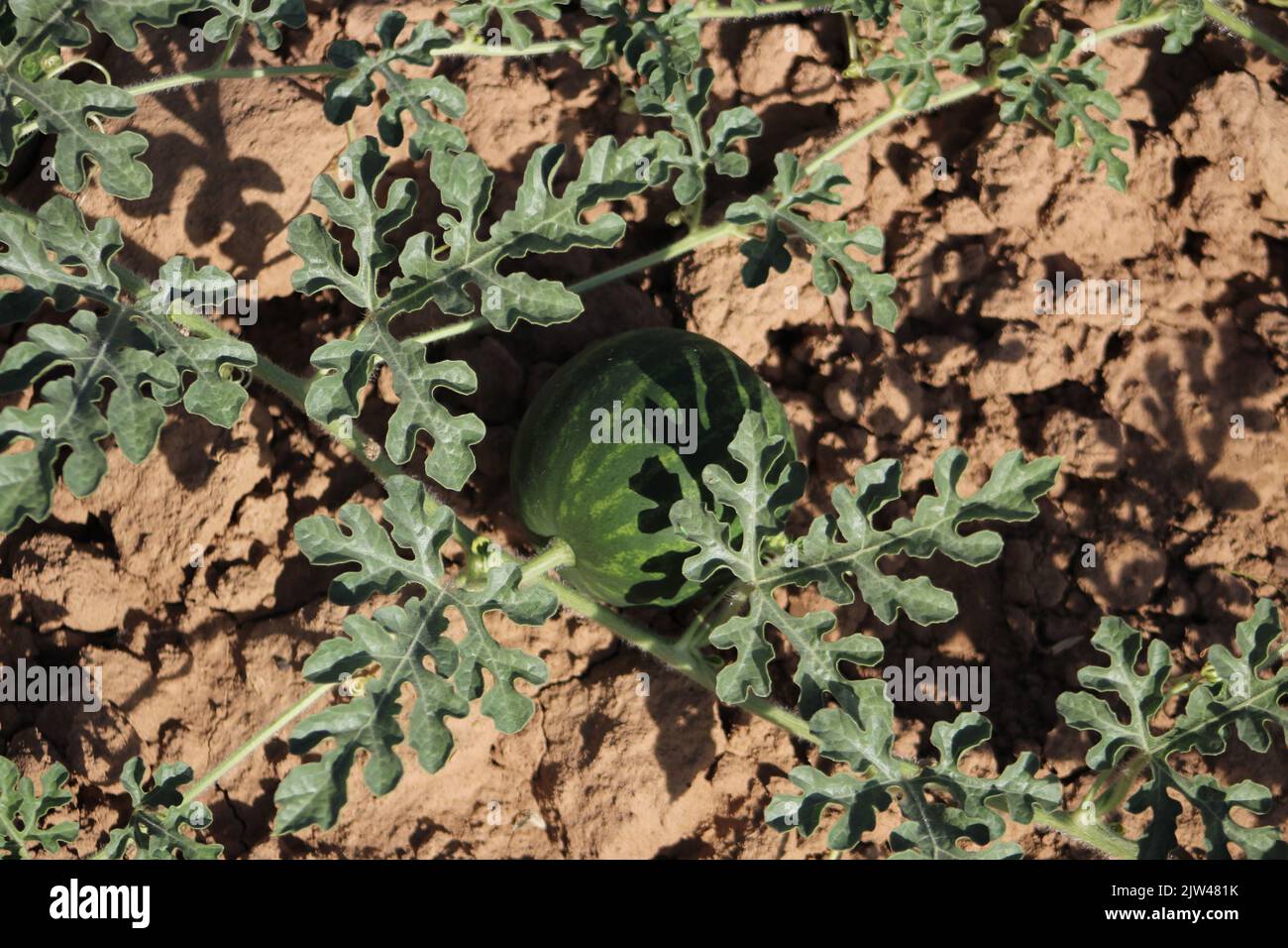 Watermelon fruit and plant in soil. Small watermelon fruit growth on ...