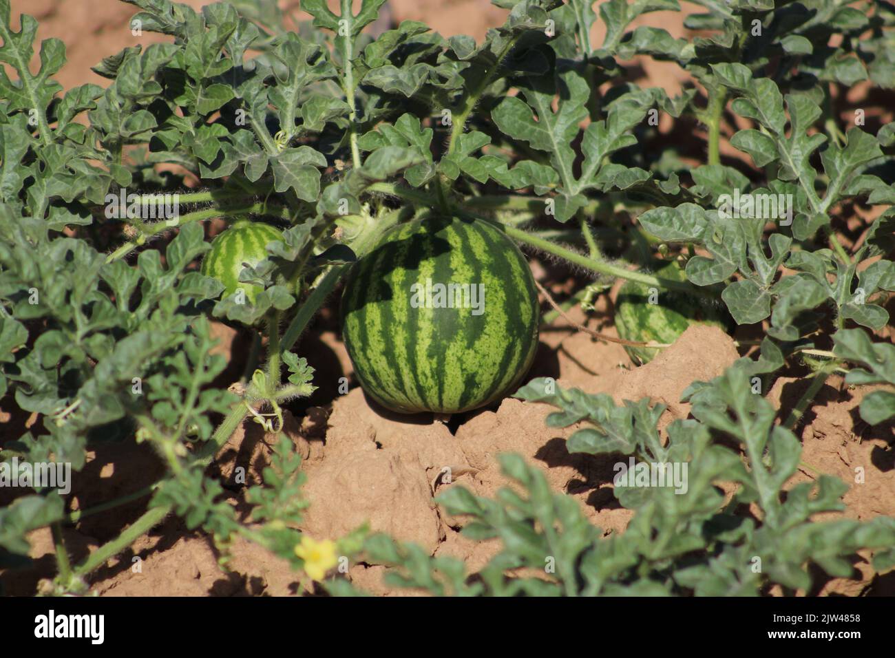 Watermelon fruit and plant in soil. Small watermelon fruit growth on ...