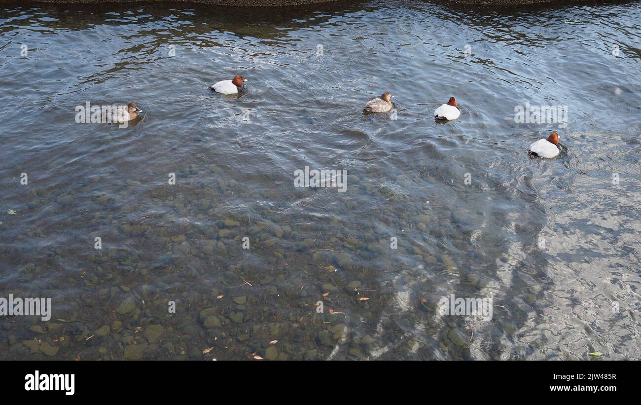 Five ducks swimming and river waving and outdoor nature Stock Photo - Alamy