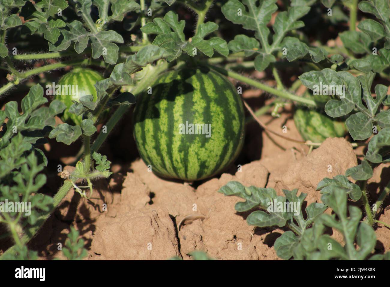 Watermelon fruit and plant in soil. Small watermelon fruit growth on ...