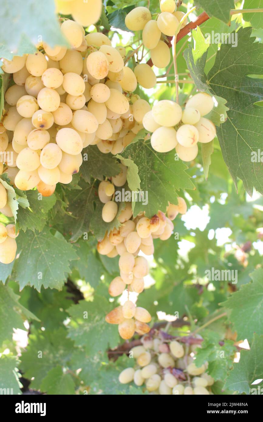 Ripe yellow grape in wineyard Stock Photo - Alamy